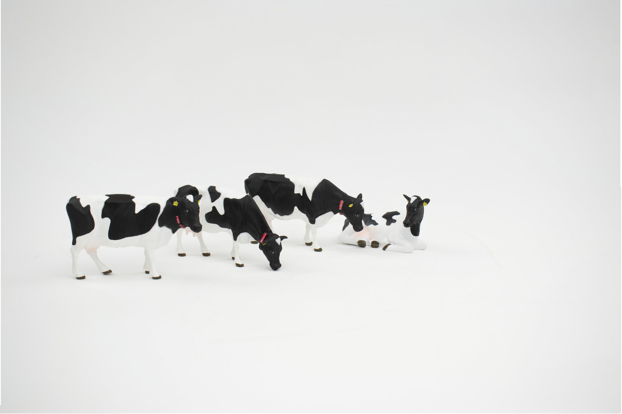 Set of 4 cows - Holstein-Friesian cattle | Modelsnavigator.com